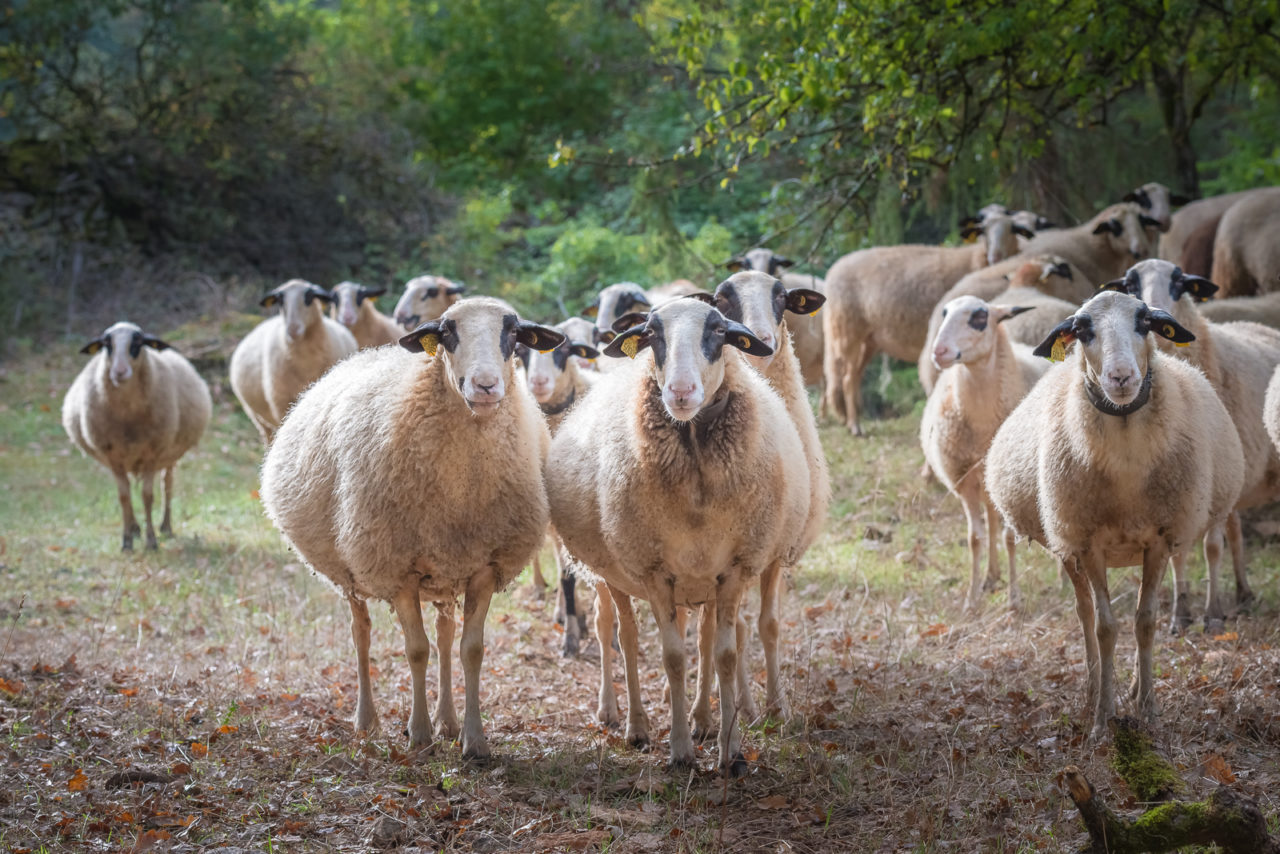 La brebis caussenarde